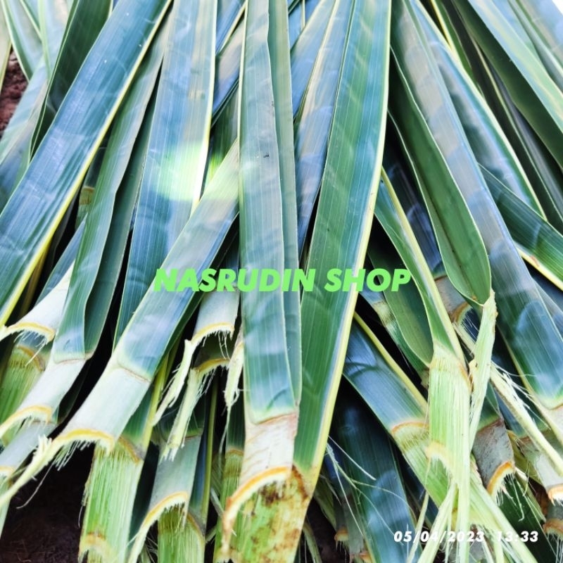 Jual DAUN KELAPA TUA 1KG SEGAR LANGSUNG PETIK | Shopee Indonesia