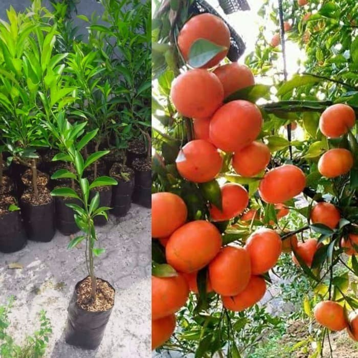 Jual Bibit Jeruk Santang Madu COD | Shopee Indonesia