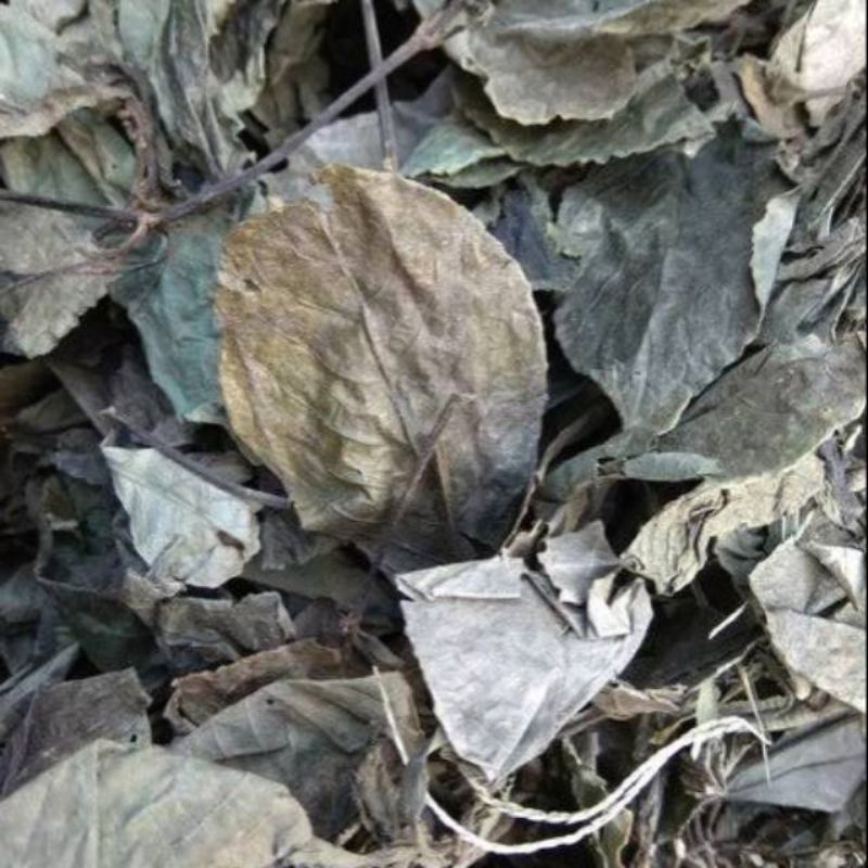Jual Daun Kejibeling keji beling atau pecah beling kering asli | Shopee ...