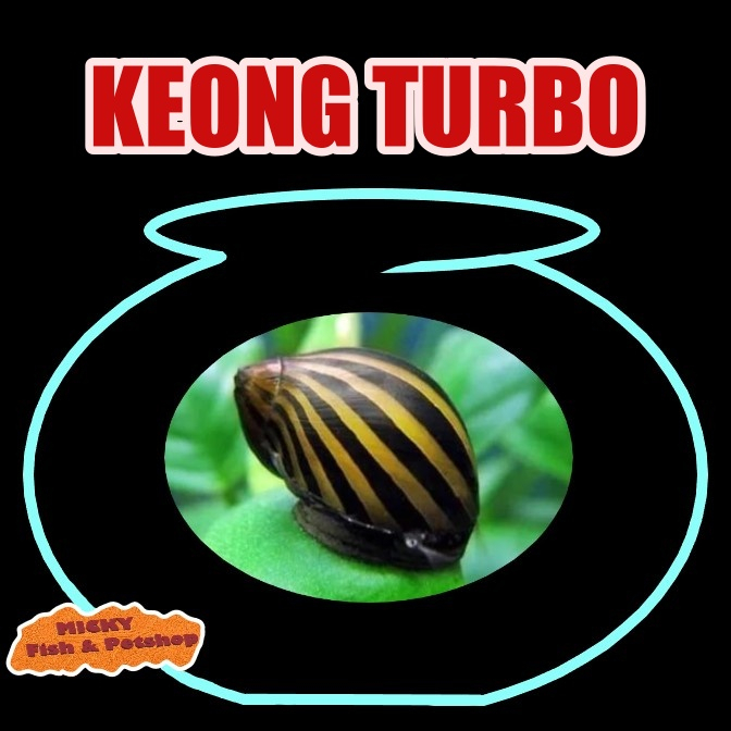 Jual Keong Turbo Pembersih Lumut Aquascape Pemakan Alga | Shopee Indonesia