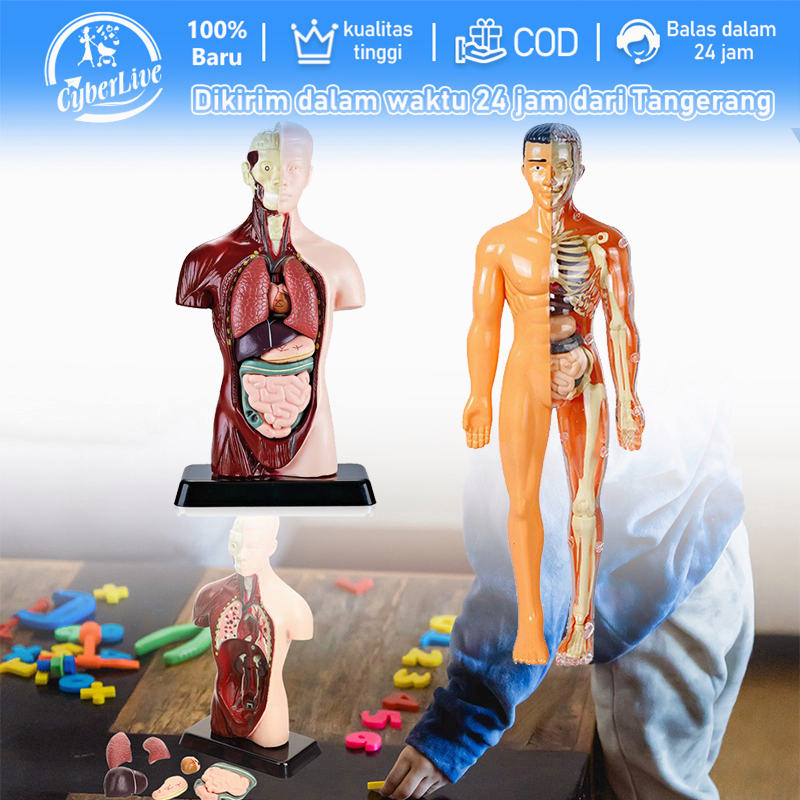 Jual Mainan Rakitan Model Kerangka Manusia Replika Model Anatomi Organ ...