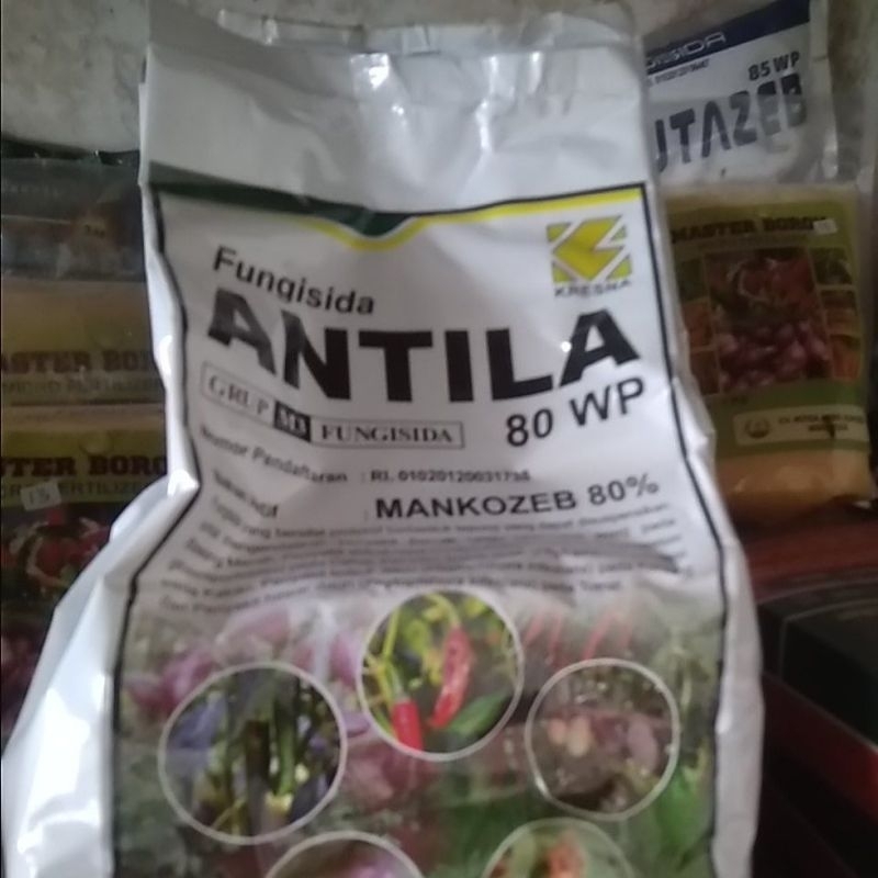 Jual antila,1 kg | Shopee Indonesia
