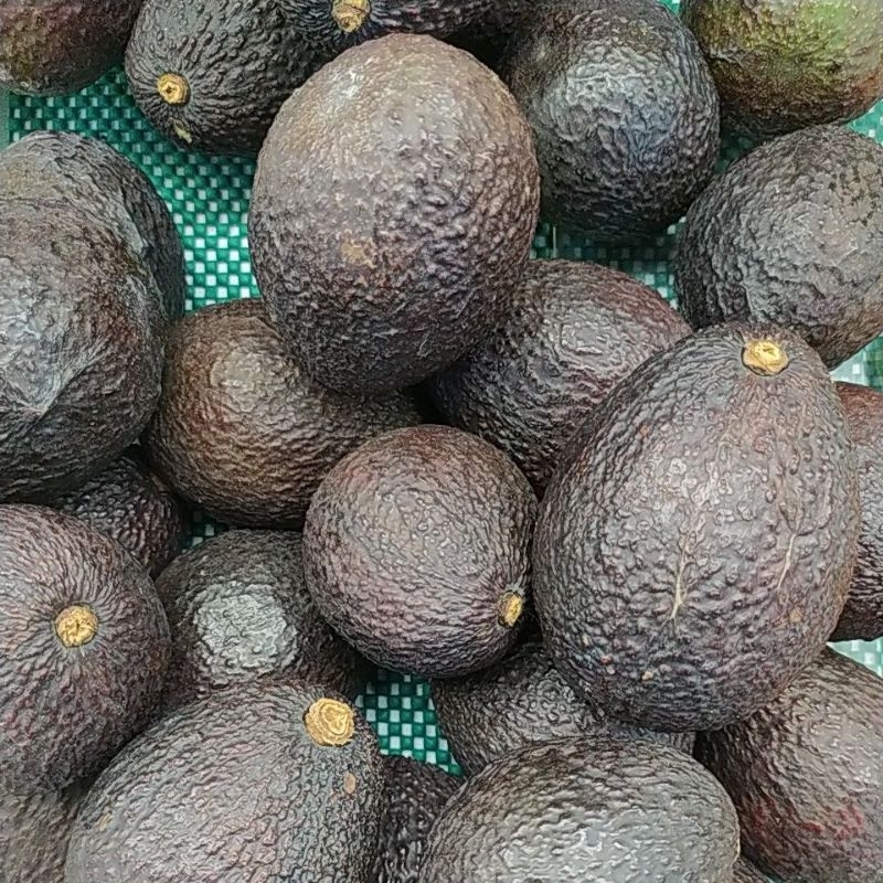 Jual ALPOKAT HASS LOKAL ALPUKAT SEGAR 500 GRAM / 1KG DENPASAR BALI ...