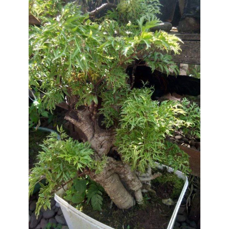 Jual Pohon tanaman hias cakra-cikri | Shopee Indonesia