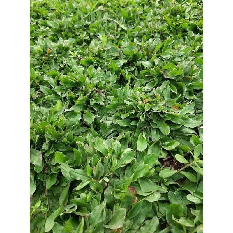 Jual tanaman rumput gajah mini/suket gajah | Shopee Indonesia