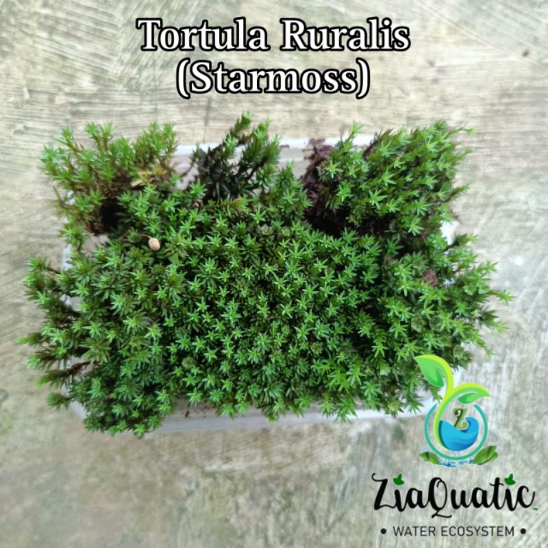 Jual Tortula Ruralis "Star Moss" Porsi Hemat - Tanaman Moss Paludarium ...