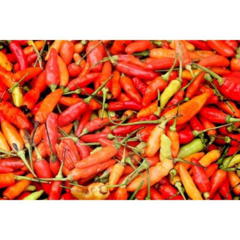 Jual Cabe Rawit Merah 1kg | Shopee Indonesia