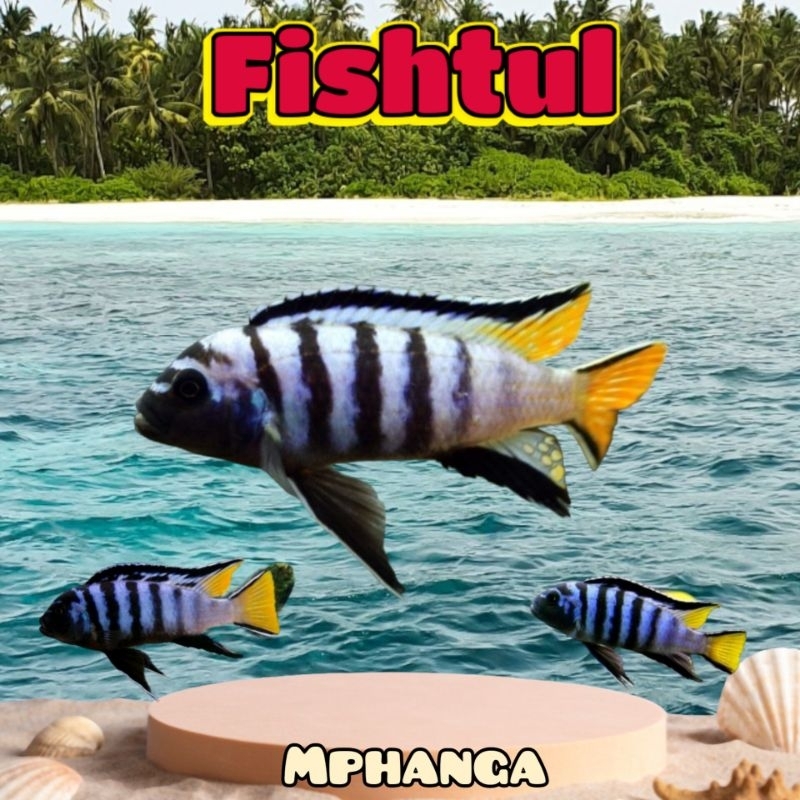Jual Cichlid Elongatus Mphanga | Shopee Indonesia