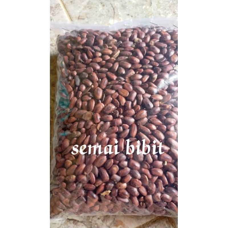 Jual biji trembesi/keduh kemasan 1kg | Shopee Indonesia