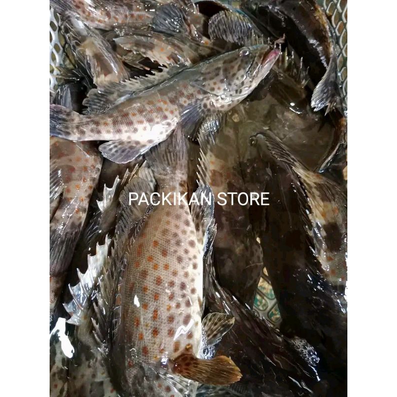 Jual Ikan Kerapu Balong Ikan Fresh Laut Kualitas GARANSI SEGAR | Shopee ...
