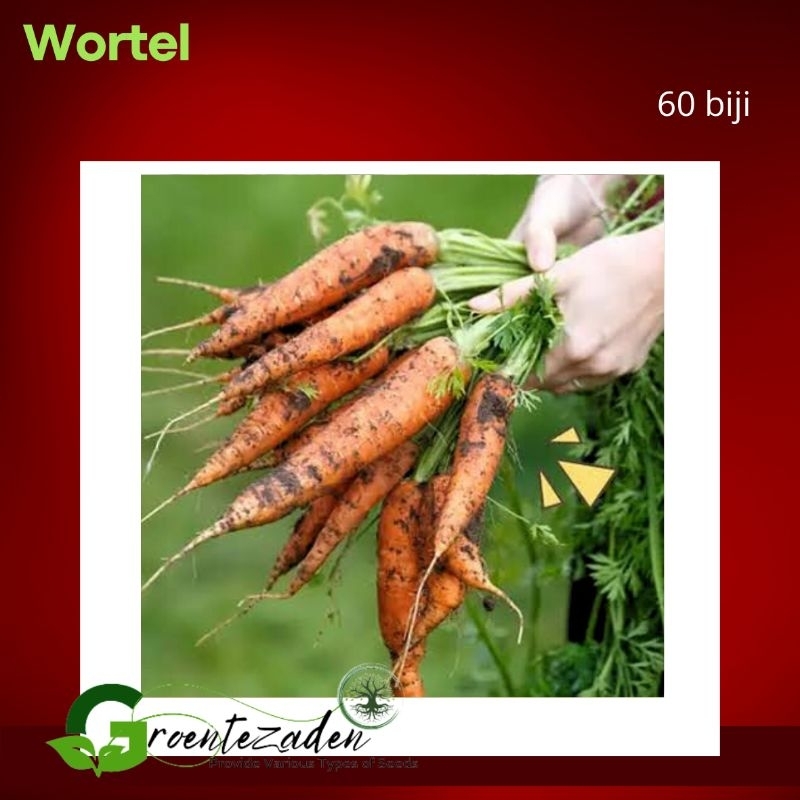 Jual 60 Benih bibit biji wortel kuroda ew select panah merah | Shopee ...