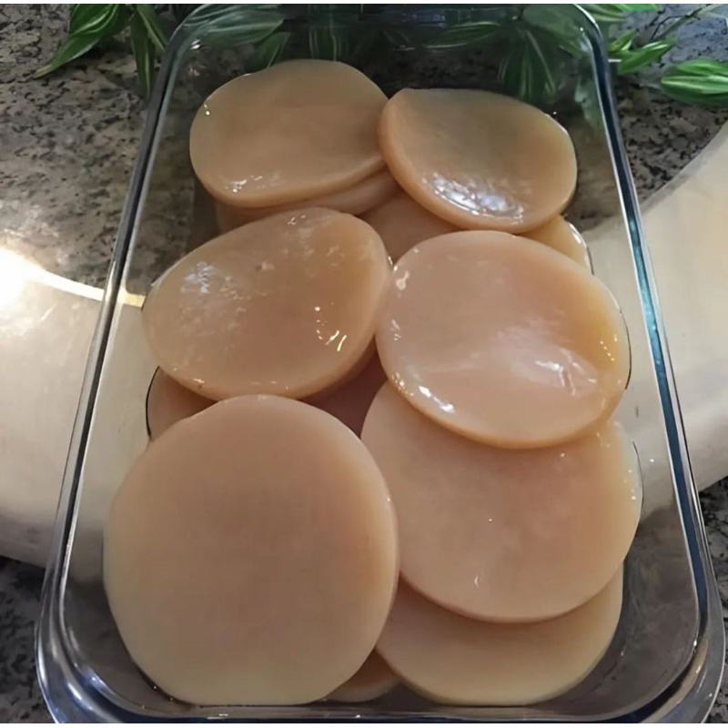 Jual Bibit Scoby Jamur Kombucha / Dipo Diameter 9cm / 10cm | Shopee ...