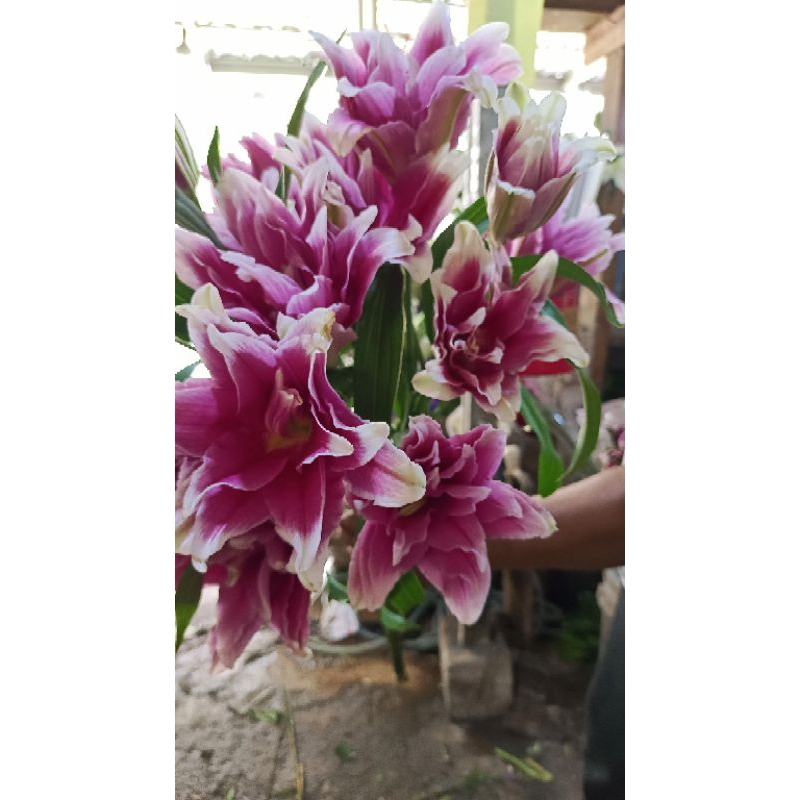 Jual bunga potong lily impor/bunga segar/wangi/1tangkai | Shopee Indonesia