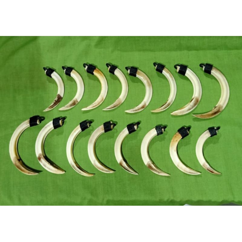 Jual 1PC TARBI HUTAN ORIGINAL 8-12CM | Shopee Indonesia