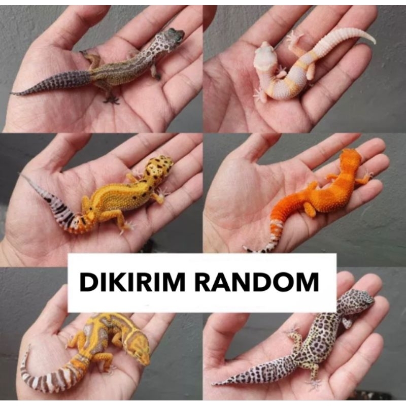 Jual GECKO LEOPARD INDUKAN - Leopard Gecko Tokek Hias Reptil Lucu Jinak ...