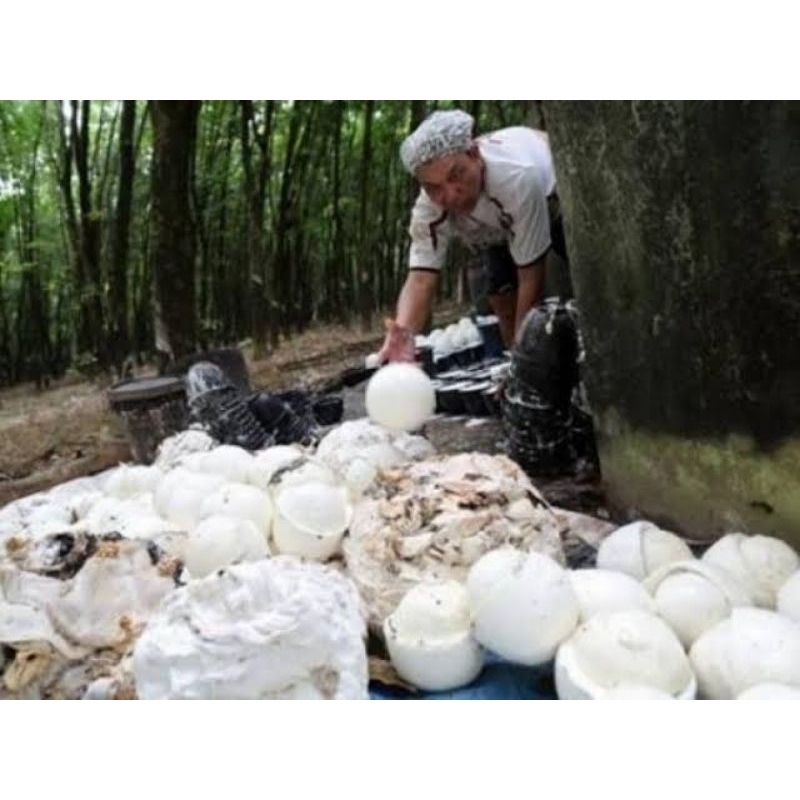 Jual GETAH karet BEKU hasil kebun sendiri per KILO | Shopee Indonesia