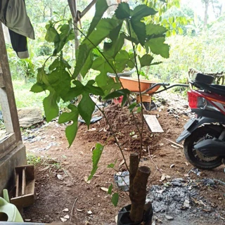 Jual Buah Murbei Terlengkap & Harga Terbaru Juli 2024 | Shopee Indonesia