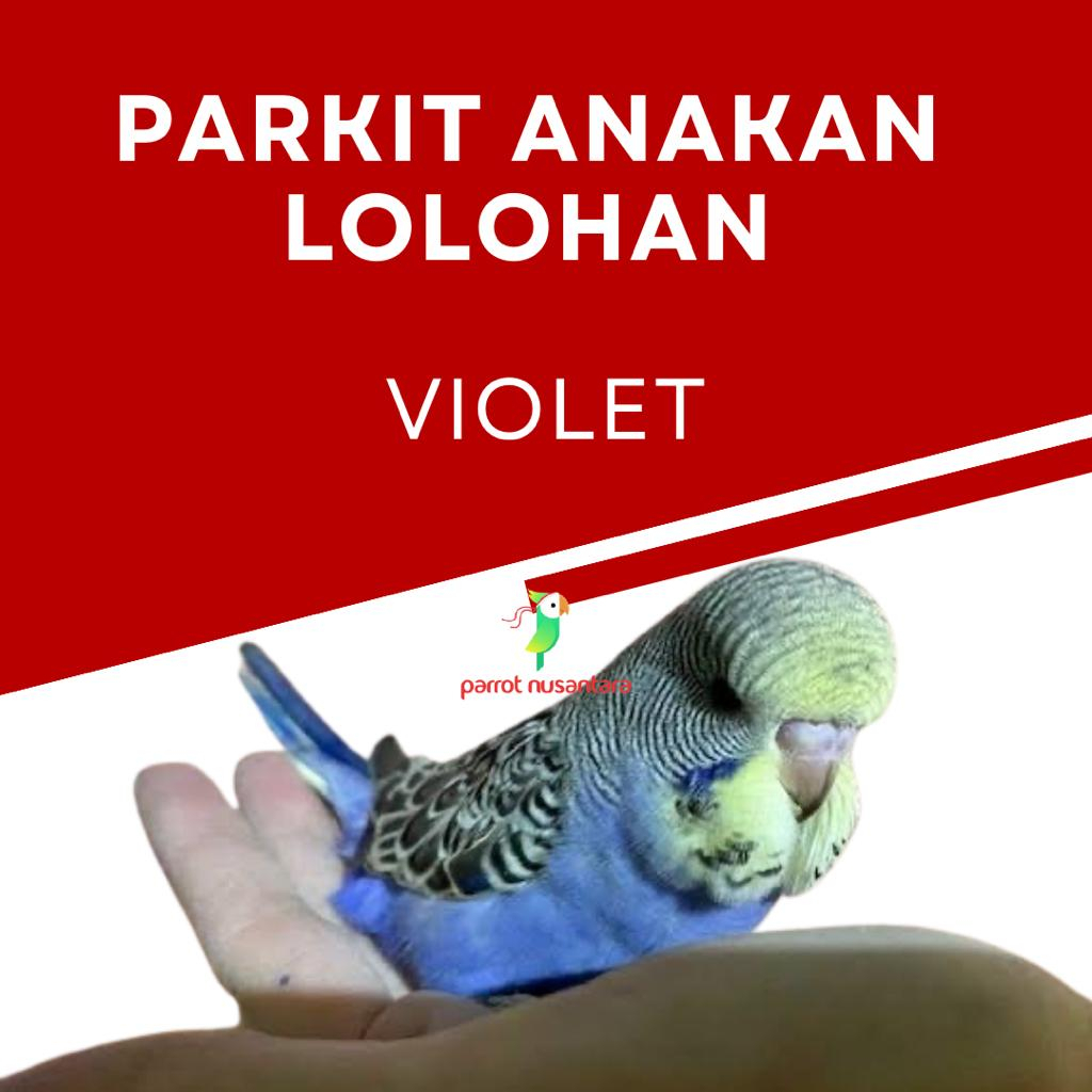 Jual burung parrot parkit violet anakan lolohan baby | Shopee Indonesia
