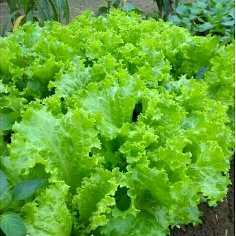 Jual Tanaman Selada Keriting | Seladah Bokor Sayuran | Shopee Indonesia