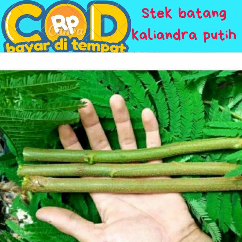 Jual Stek batang kaliandra putih | Shopee Indonesia
