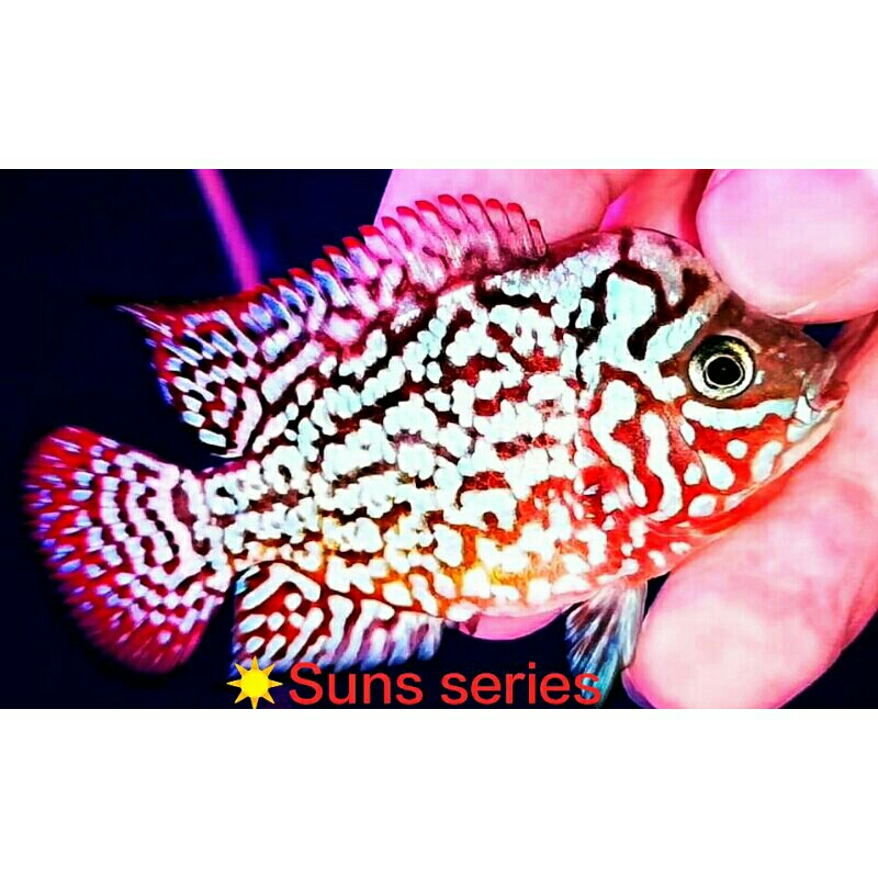 Jual Suns76 Progresan VVIP King Kamfa F2 Tiger Ori Thailand | Shopee ...
