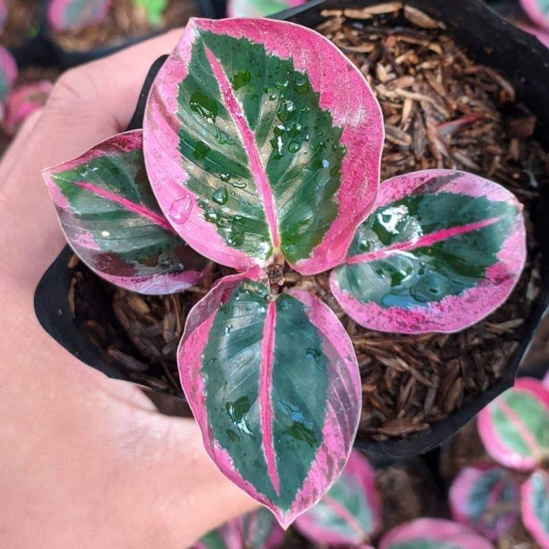 Jual { BISA COD } tanaman hias calathea pohon calathea hias indoor ...