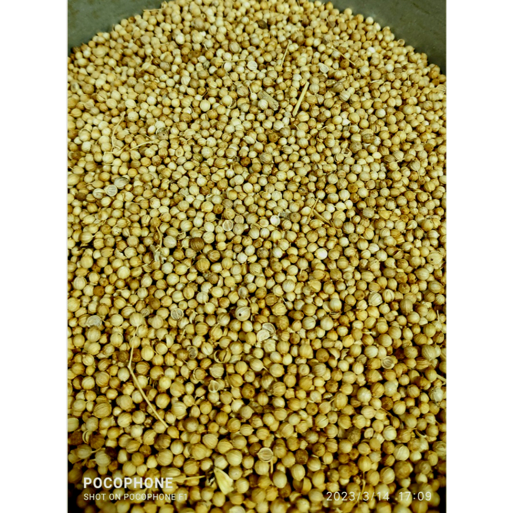 Jual Ketumbar/Tumbar/Coriander Kuning Original 1Kg | Shopee Indonesia