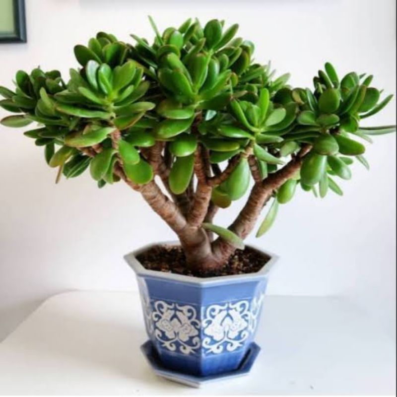 Jual Tanaman skulen jade plant ukuran besar | Shopee Indonesia