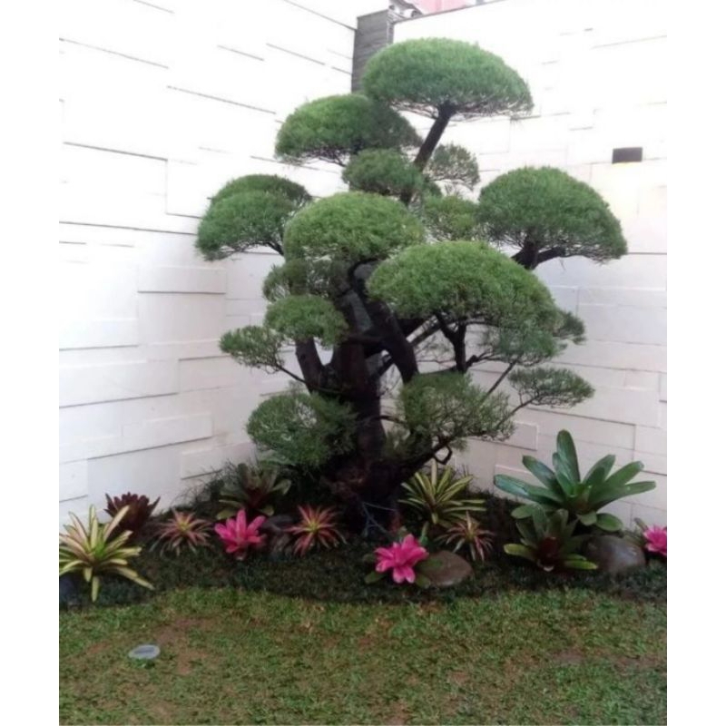 Jual BIBIT TANAMAN HIAS CEMARA UDANG (casuarina Equisetifolia) - BUNGA ...