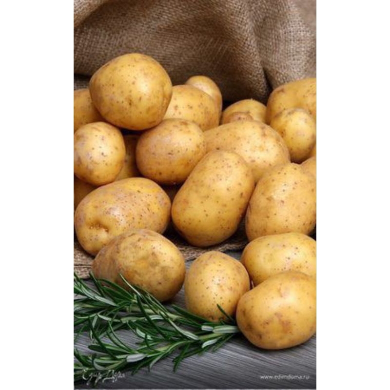 Jual Kentang Segar 500 gr Sayur Bangil isi 2-3 pcs | Shopee Indonesia
