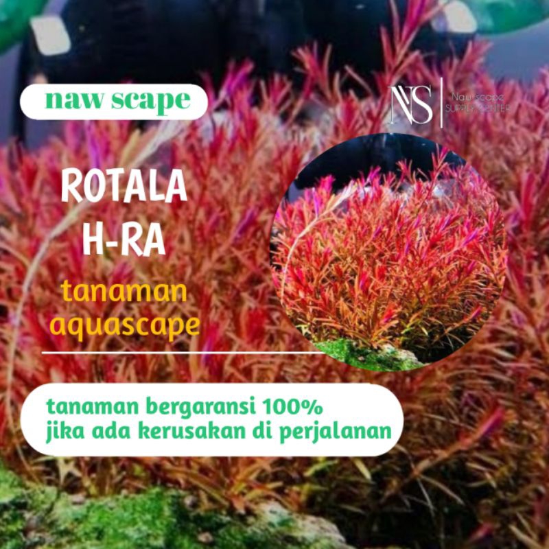 Jual Rotala Hra tanaman aquascape | Shopee Indonesia