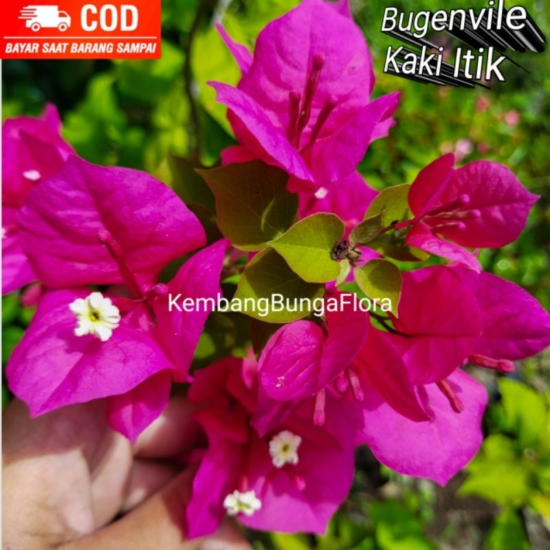 Jual Bugenvil Kaki Itik ORI/ Bugenvil Duck Feet ORI/ Bougenville ...