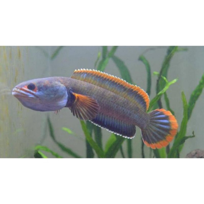 Jual Channa LIMBATA Asli WC Jumbo 10 - 20 cm murahhhh Limbata indukan ...