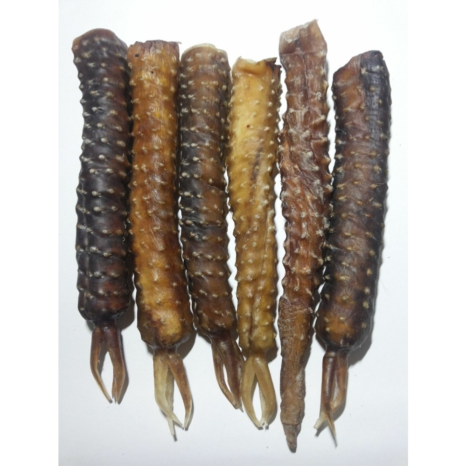 Jual TANGKUR BUAYA ASLI KALIMANTAN ORIGINAL | Shopee Indonesia