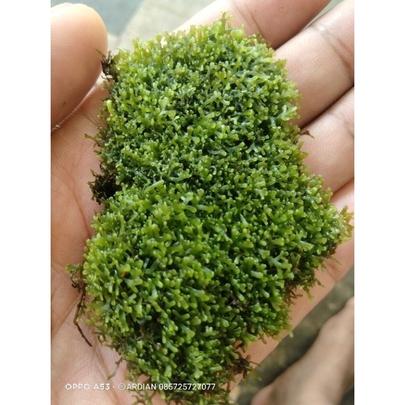 Jual ricardia clump dijual per clump ukuran 3*4 cm | Shopee Indonesia
