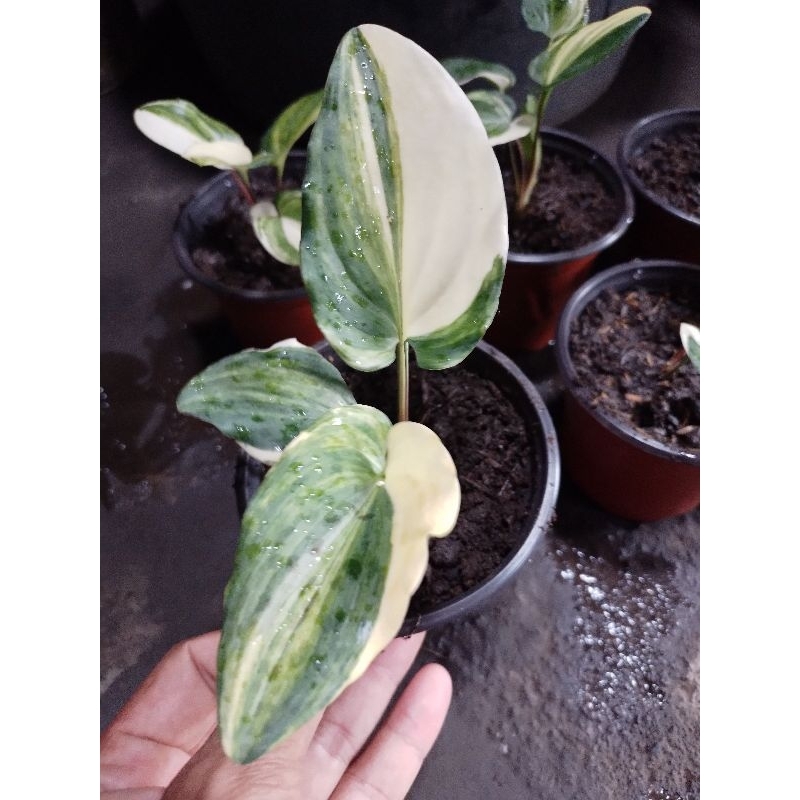 Jual Tanaman lidah katak/ keladi katak varigata | Shopee Indonesia