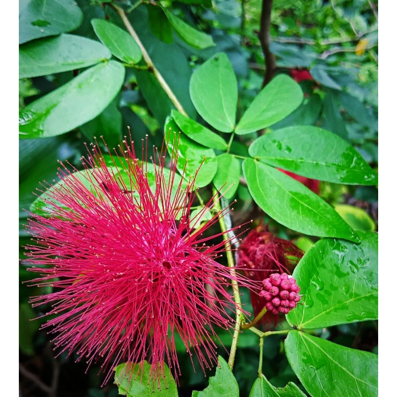 Jual Tanaman Hias Bunga Lusiana | Shopee Indonesia
