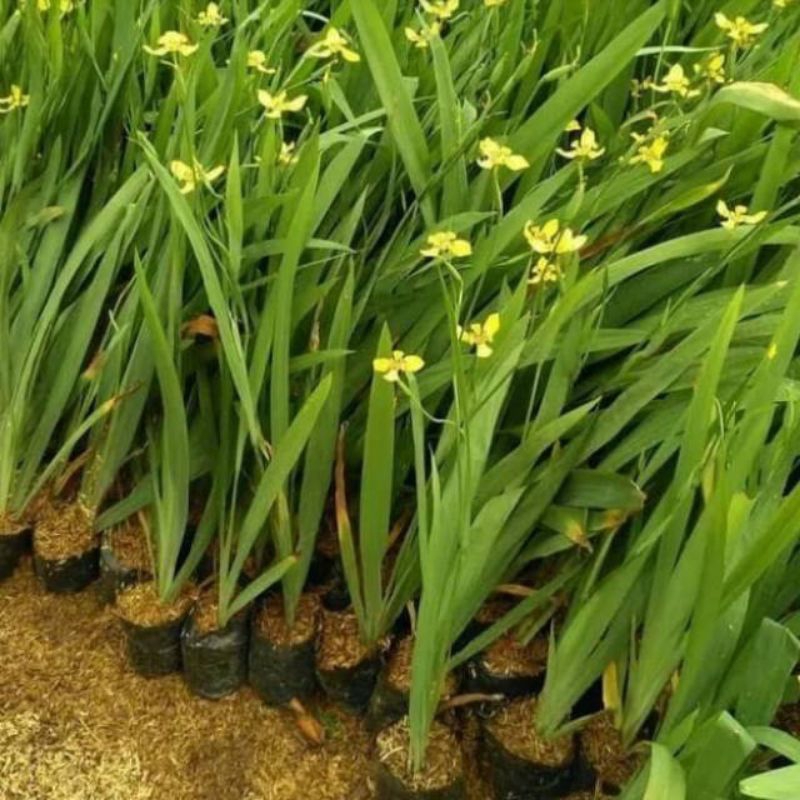 Jual Tanaman airis bunga kuning cerah rimbun | Shopee Indonesia