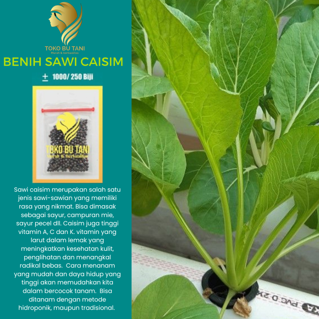 Jual BTN Benih Sawi Caisim Sawi Manis Cap Panah Merah Hidroponik Bibit ...