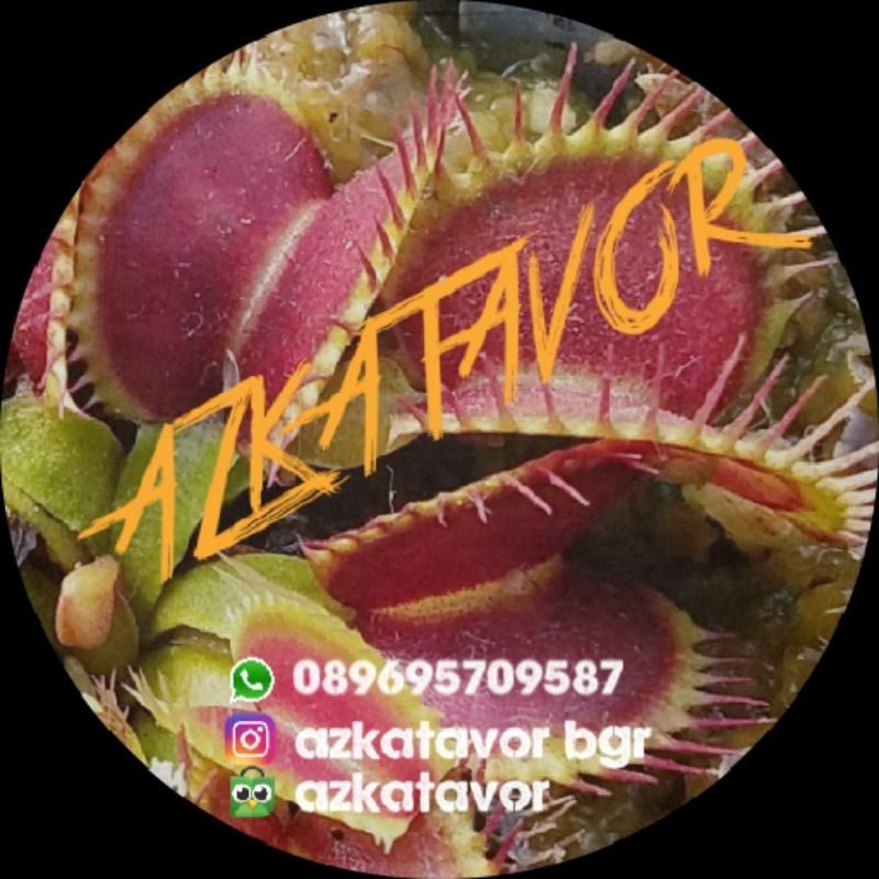 Jual Venus Flytrap Red moon trap | Shopee Indonesia