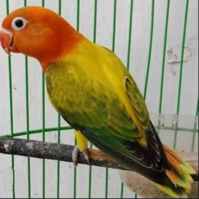 Jual love bird biola Ewing, Green split bio, Mouve blue bonus ngekek ...