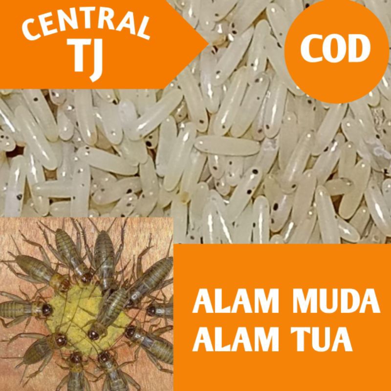 Jual TJ ALAM MUDA dan TUA,500g_1000g cod | Shopee Indonesia
