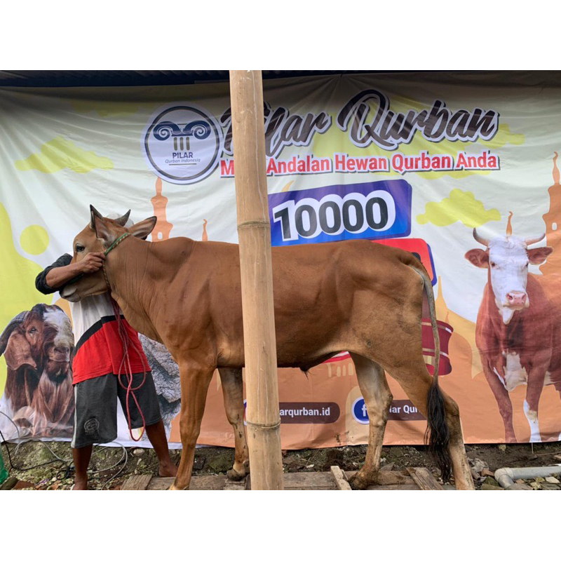 Jual Sapi Qurban Surabaya | Shopee Indonesia