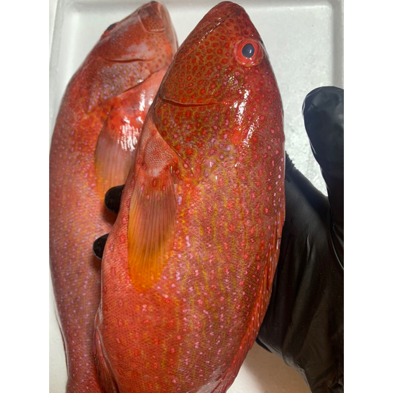 Jual Ikan Kerapu lodi / sunu / Premium 1 kg | Shopee Indonesia