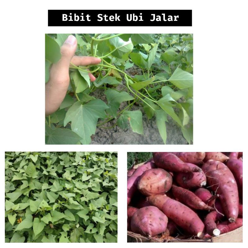 Jual BIBIT STEK UBI JALAR PER PCS | Shopee Indonesia