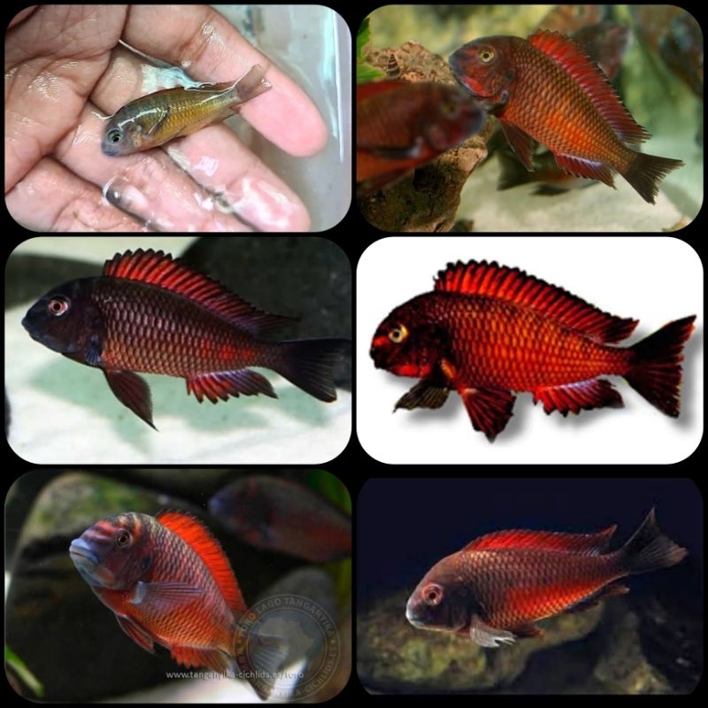 Jual Ikan tropheus red moliro untuk aquarium | Shopee Indonesia