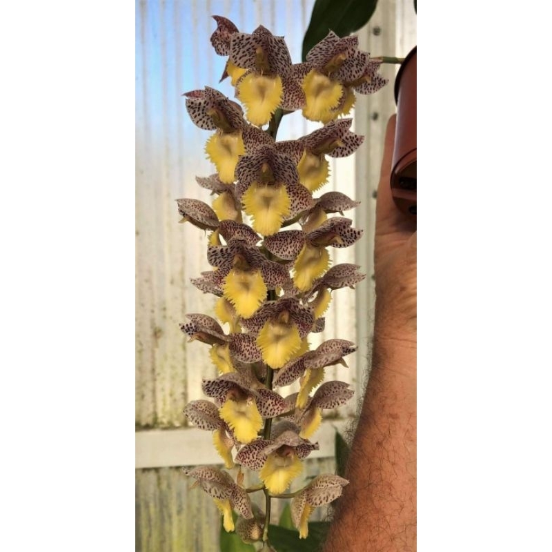 Jual Anggrek Eria Catasetum ( Dentrigianum brown yellow ) | Shopee ...
