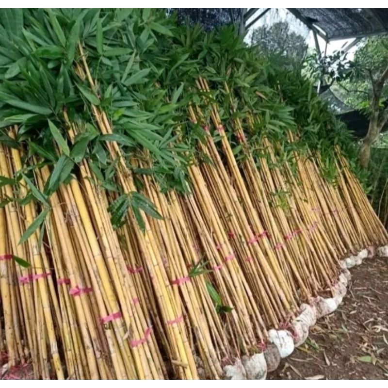 Jual Bambu kuning tinggi 2 meter RIMBUN | Shopee Indonesia