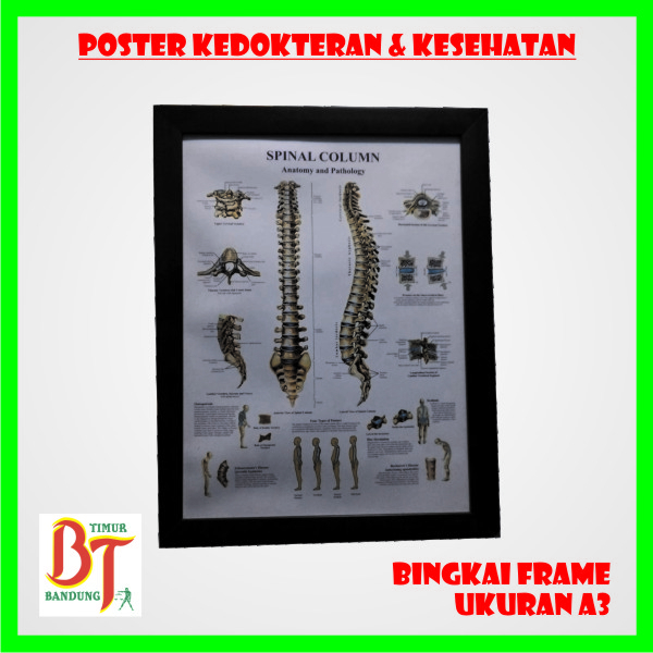 Jual POSTER KESEHATAN KEDOKTERAN BINGKAI FRAME FIGURA GANTUNG DINDING ...