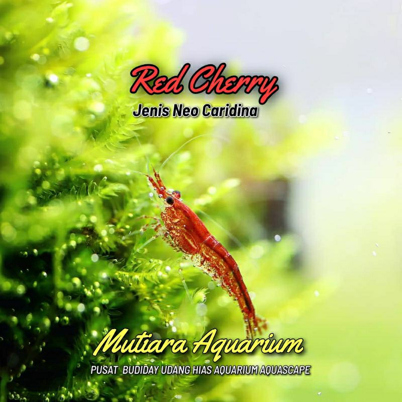 Jual tanaman udang red Cherry aquarium aquascape | Shopee Indonesia